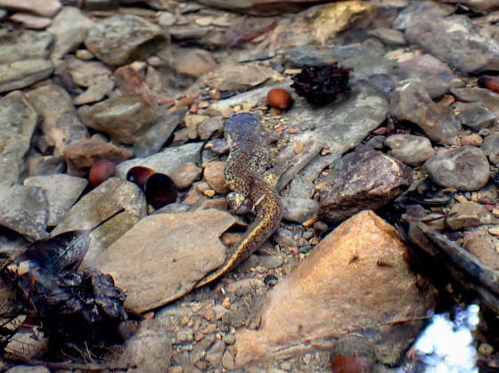 タゴサンショウウオ