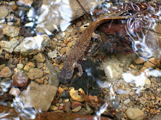 タゴサンショウウオ