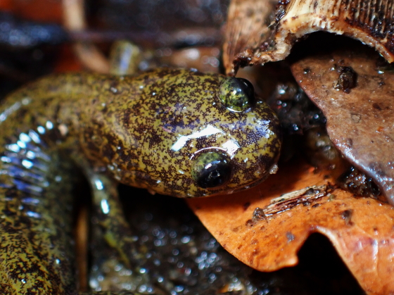 ツシマサンショウウオ